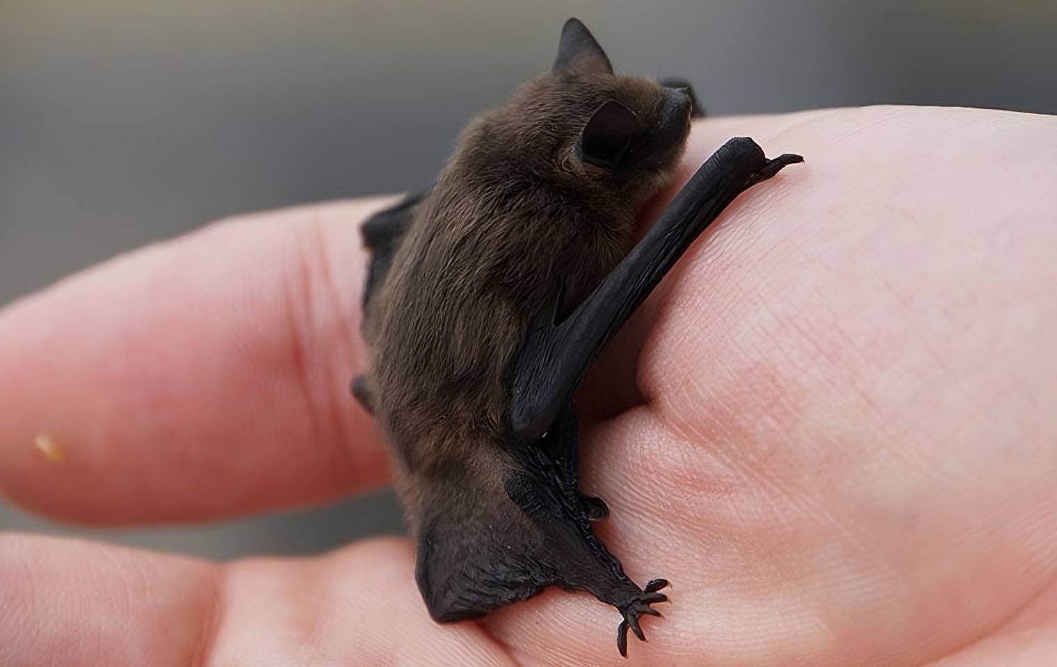 Meet the Bumblebee Bat: The World’s Smallest Mammal with a Big Mystery ...