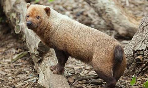 Meet the Bush Dog – AnimalPages