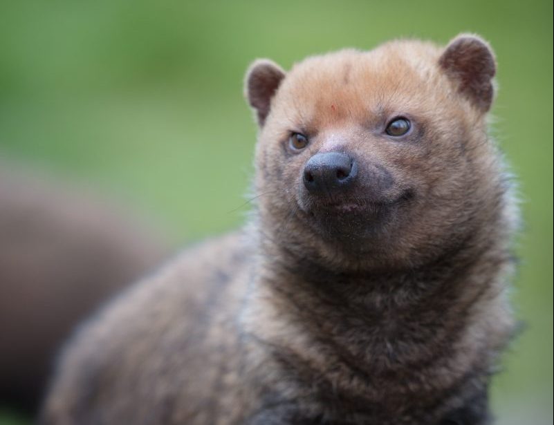 Meet the Bush Dog – AnimalPages