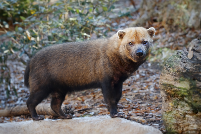 Meet the Bush Dog – AnimalPages