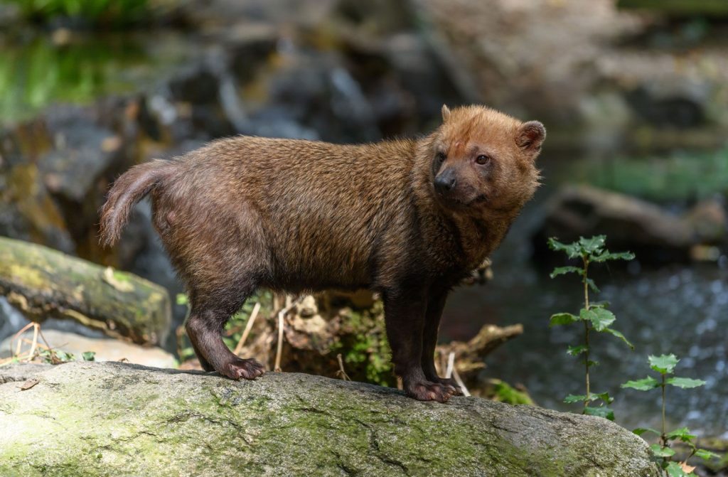 Meet the Bush Dog – AnimalPages