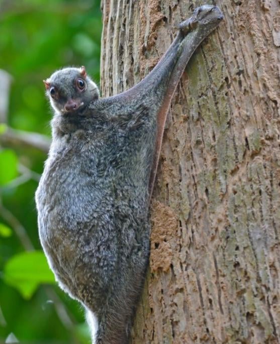 Meet the Sunda Flying Lemur: The Gliding Phantom of the Southeast Asian ...