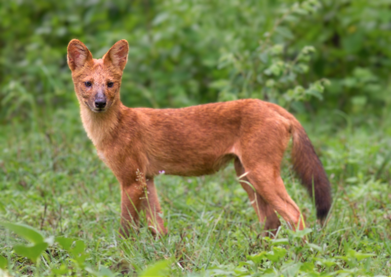 Meet the Dhole – AnimalPages