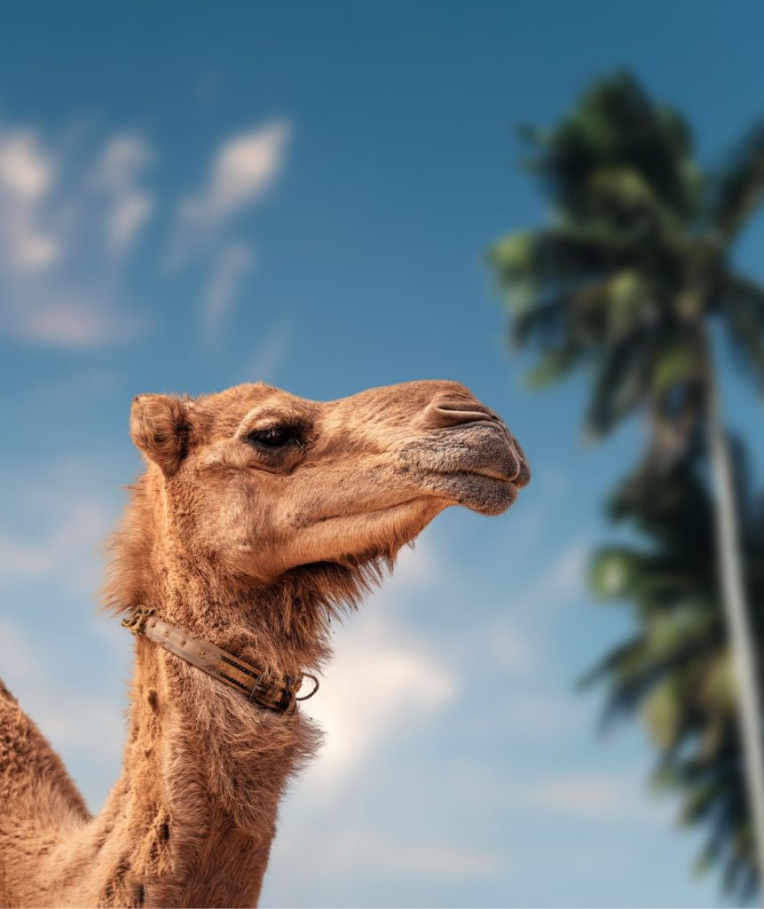 Meet the Dromedary Camel: The True Ships of the Desert – AnimalPages