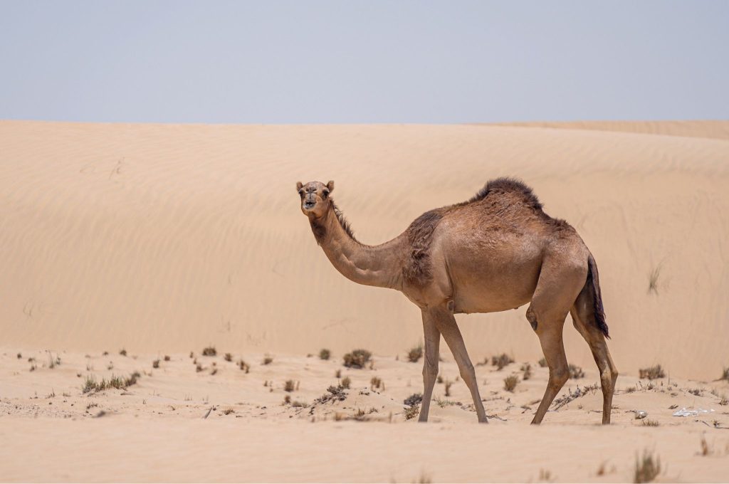 Meet the Dromedary Camel: The True Ships of the Desert – AnimalPages