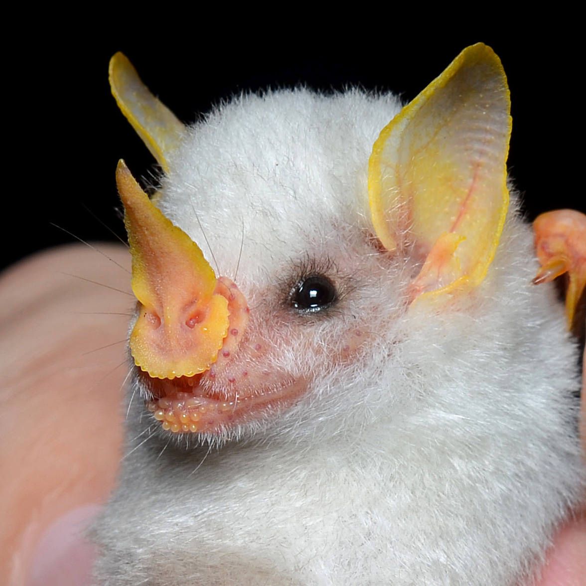 Meet the Honduran White Bat – AnimalPages