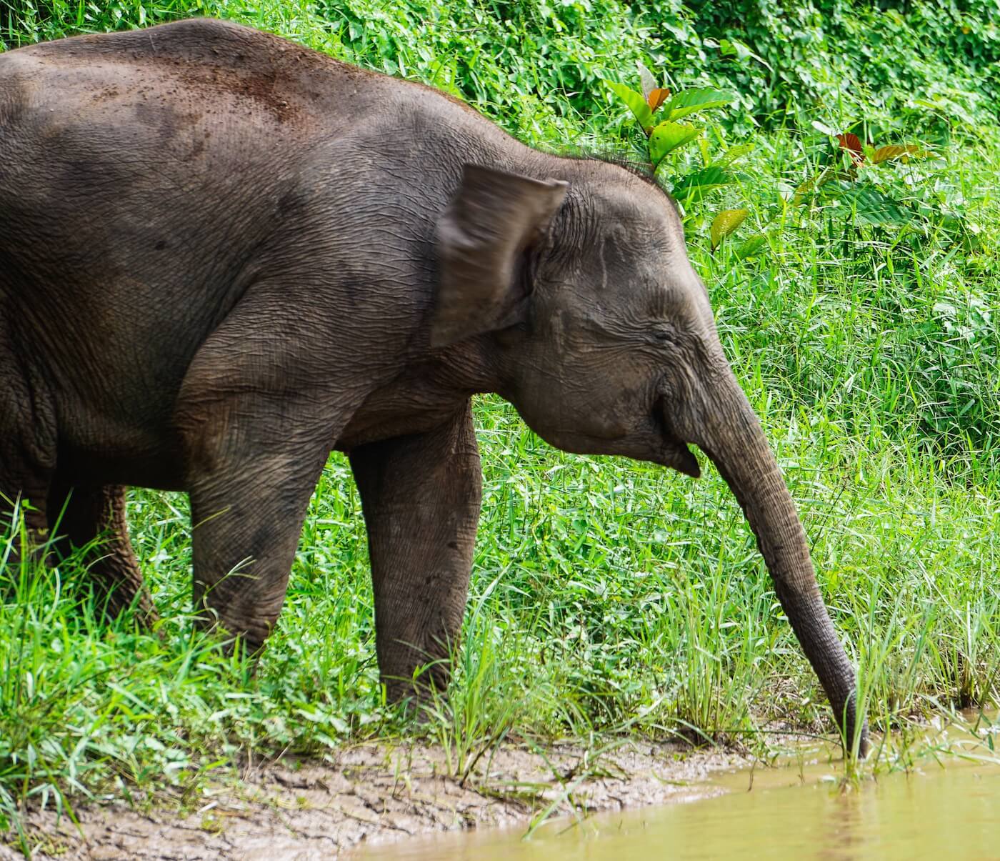 Meet the Borneo Pygmy Elephant: The Baby-Faced Gentle Giant of the ...