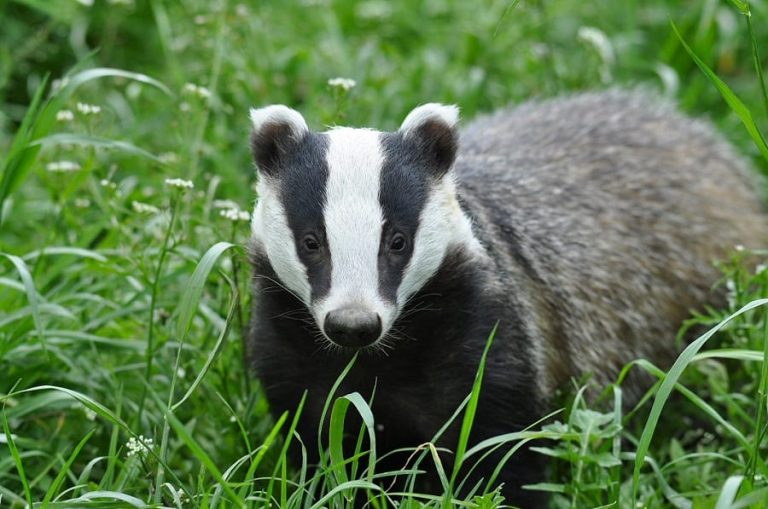 Meet the Badgers: A Look at the Different Types of These Tough and ...