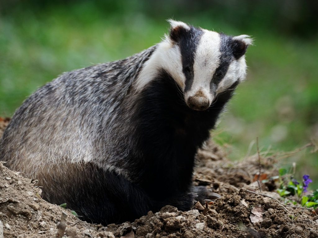 Meet the European Badger – AnimalPages