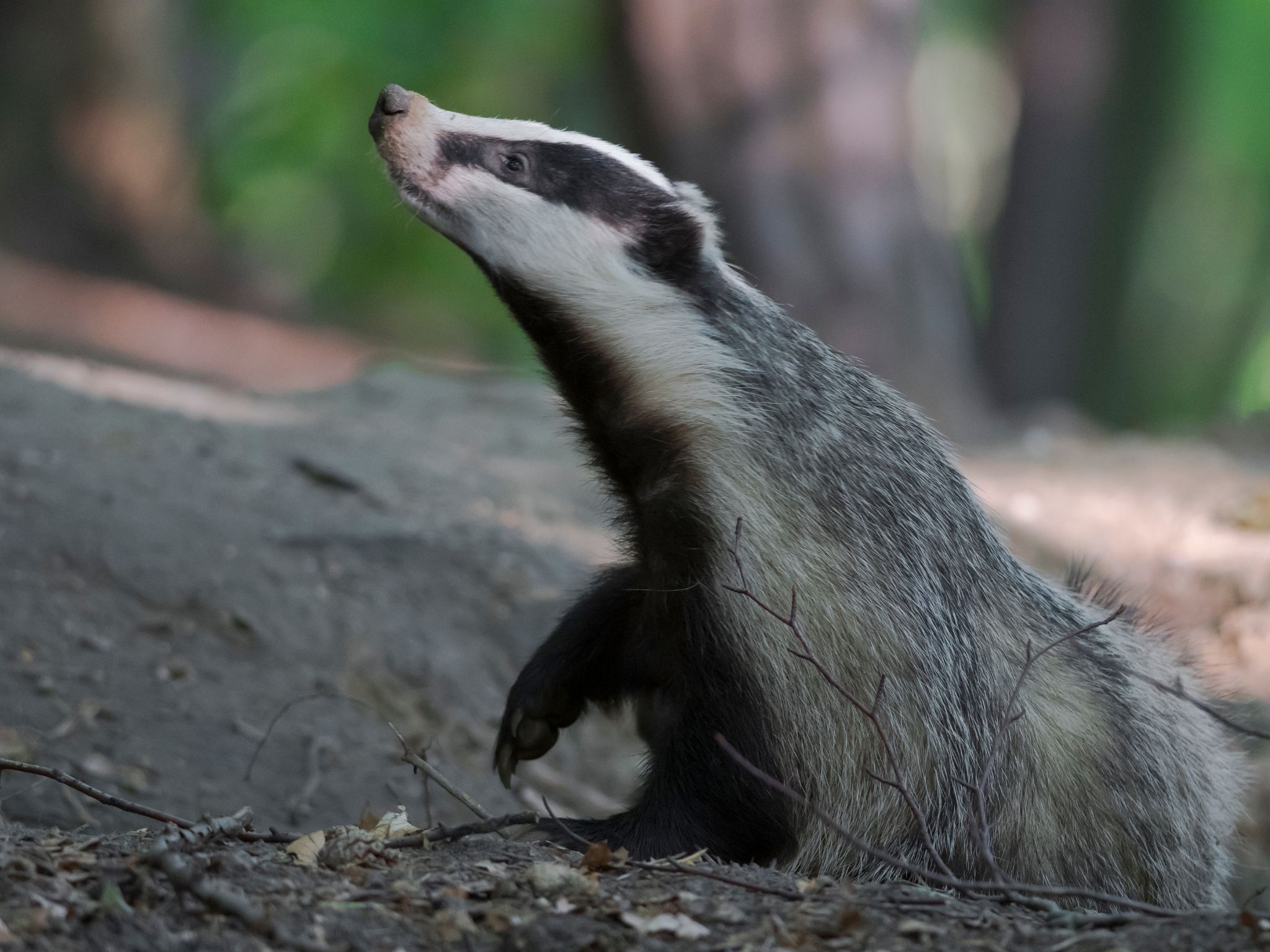 Meet the European Badger – AnimalPages