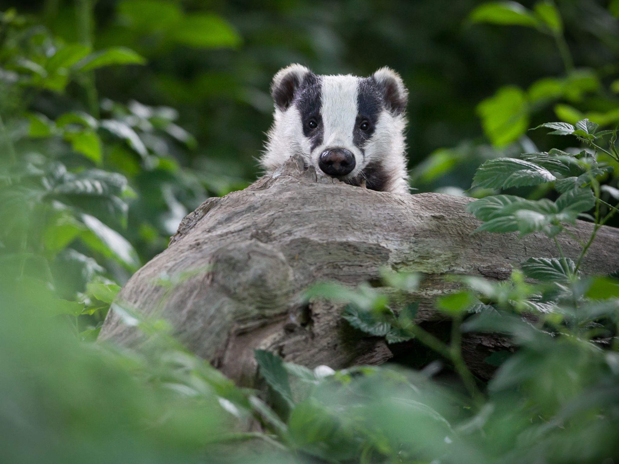 Meet the European Badger – AnimalPages