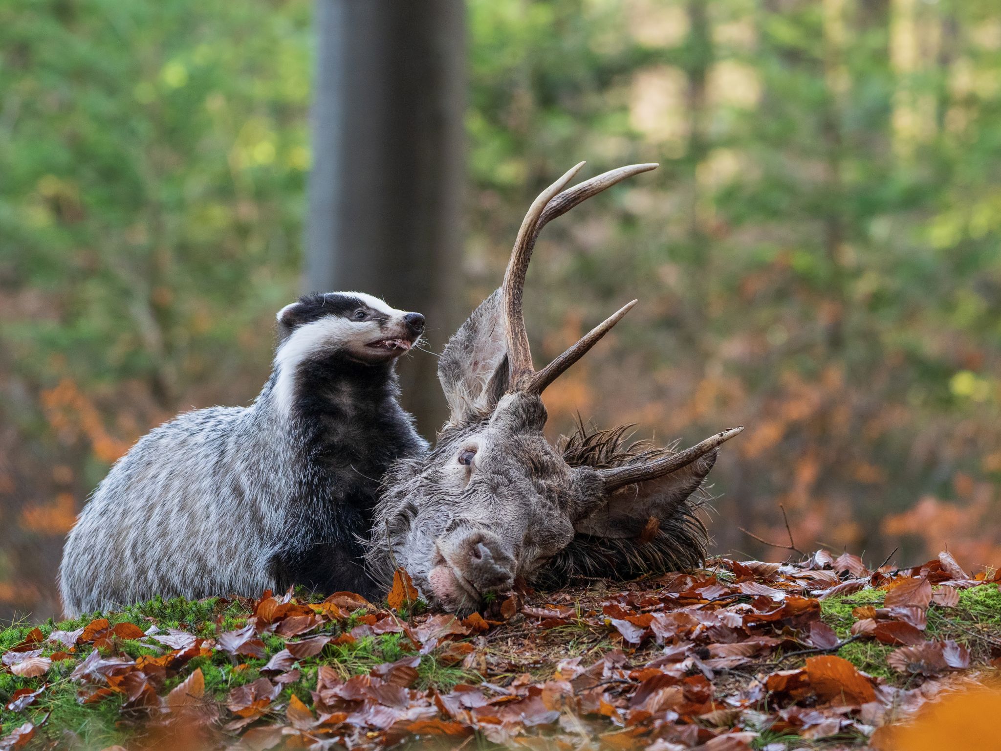 Meet the European Badger – AnimalPages