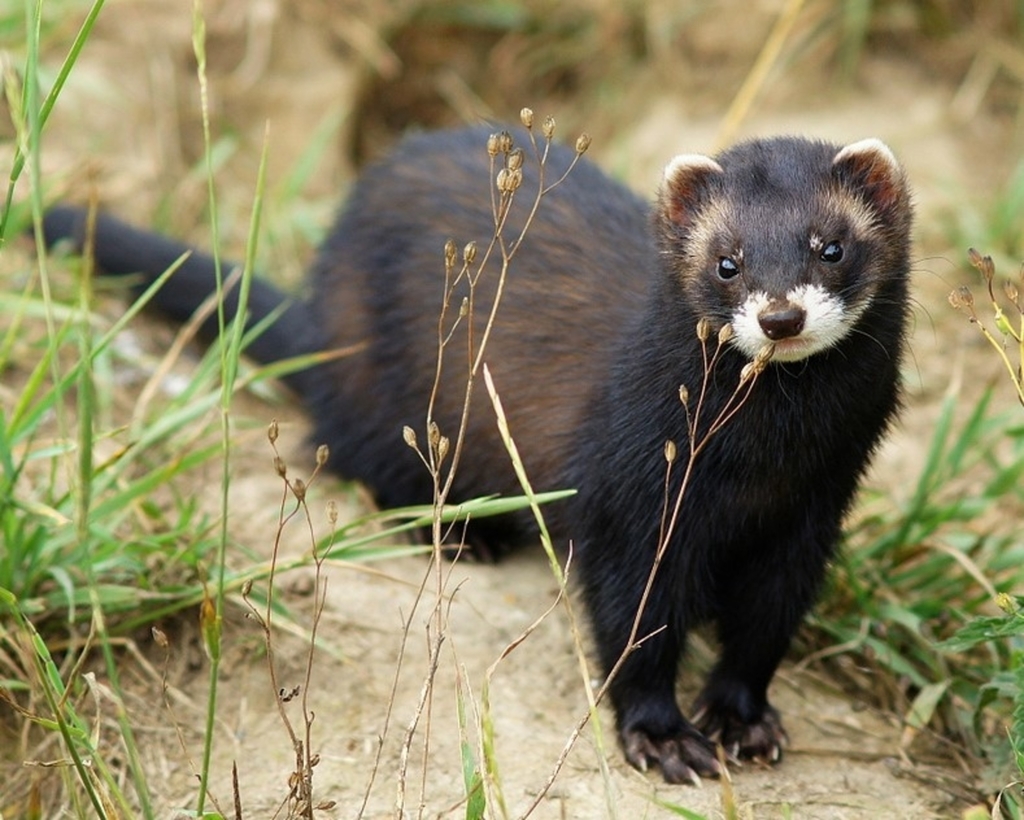 FAQ: What’s a Polecat? – AnimalPages