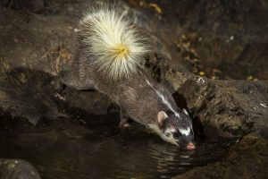 Meet the Badgers: A Look at the Different Types of These Tough and ...