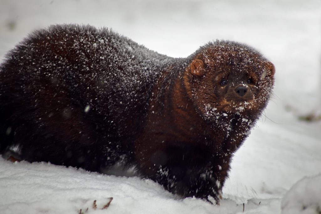FAQ: What’s a Fisher? – AnimalPages