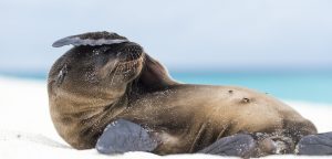 Meet the Galapagos Sea Lion: The Islands’ Unofficial Greeters – AnimalPages