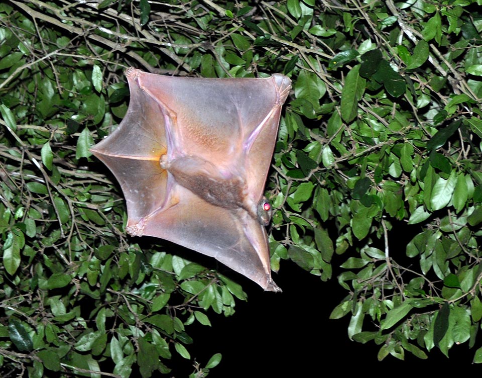 Meet the Sunda Flying Lemur: The Gliding Phantom of the Southeast Asian ...