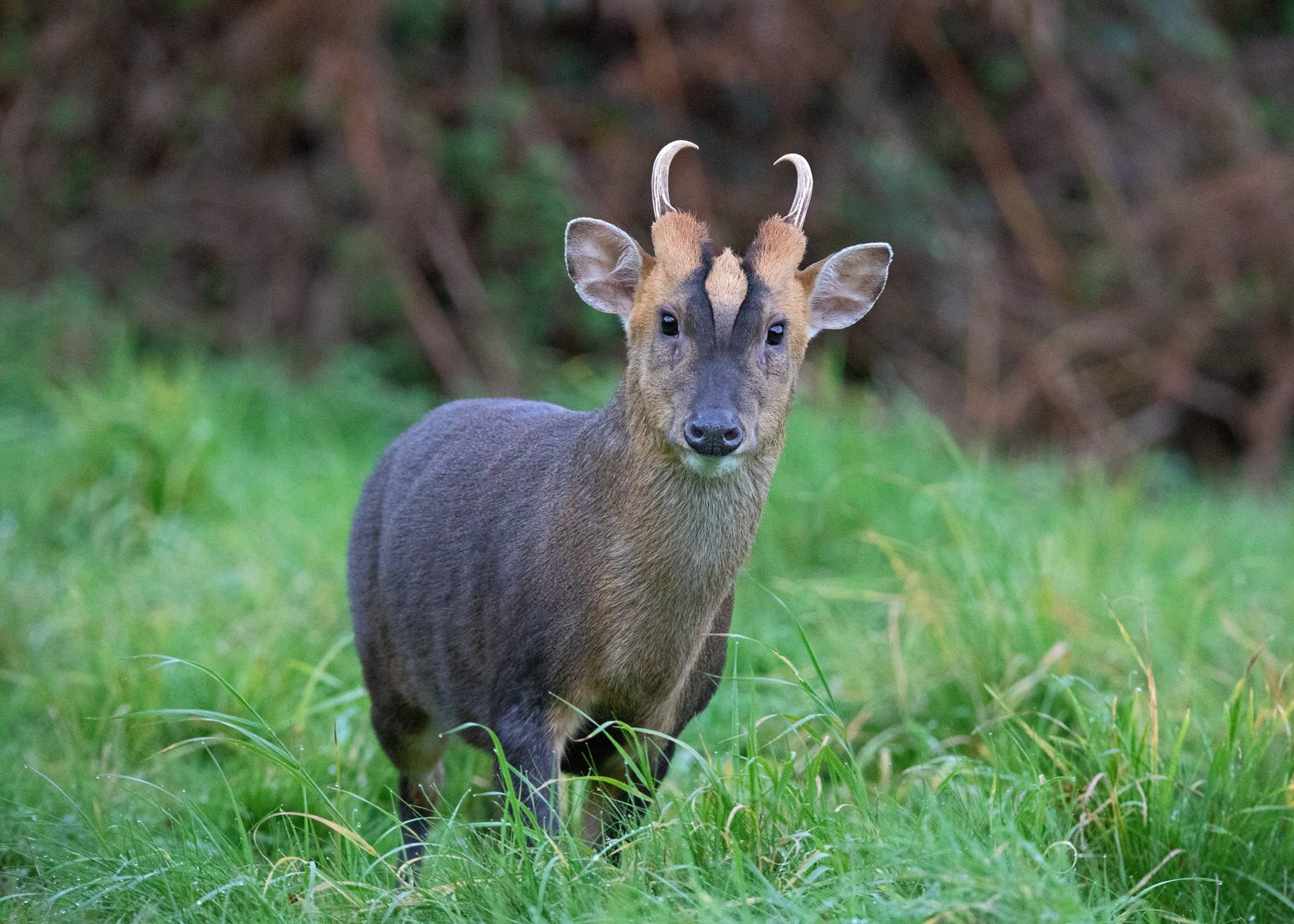 Meet the Muntjac Deer: The Tiny “Barking” Deer with Tusks – AnimalPages