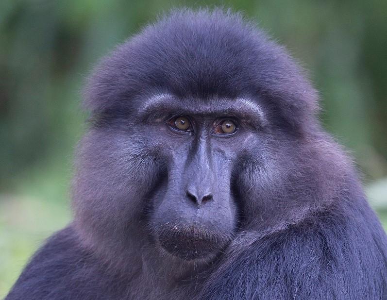 Meet the Macaques: Clever, Social, and Surprisingly Widespread ...