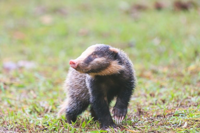 Meet the Hog Badger – AnimalPages
