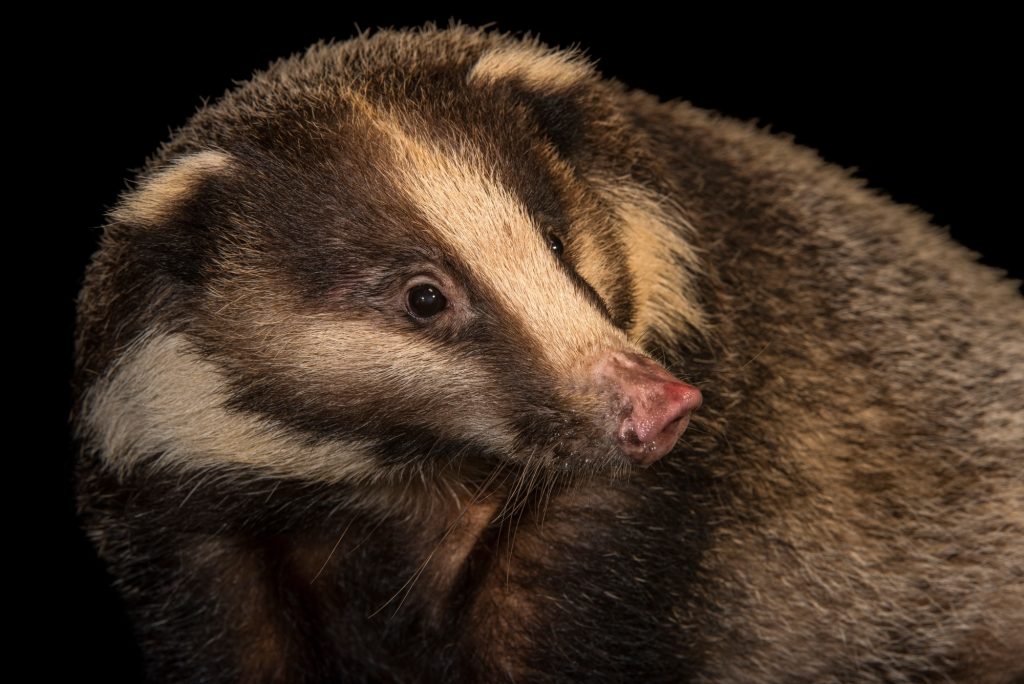 Meet the Hog Badger – AnimalPages