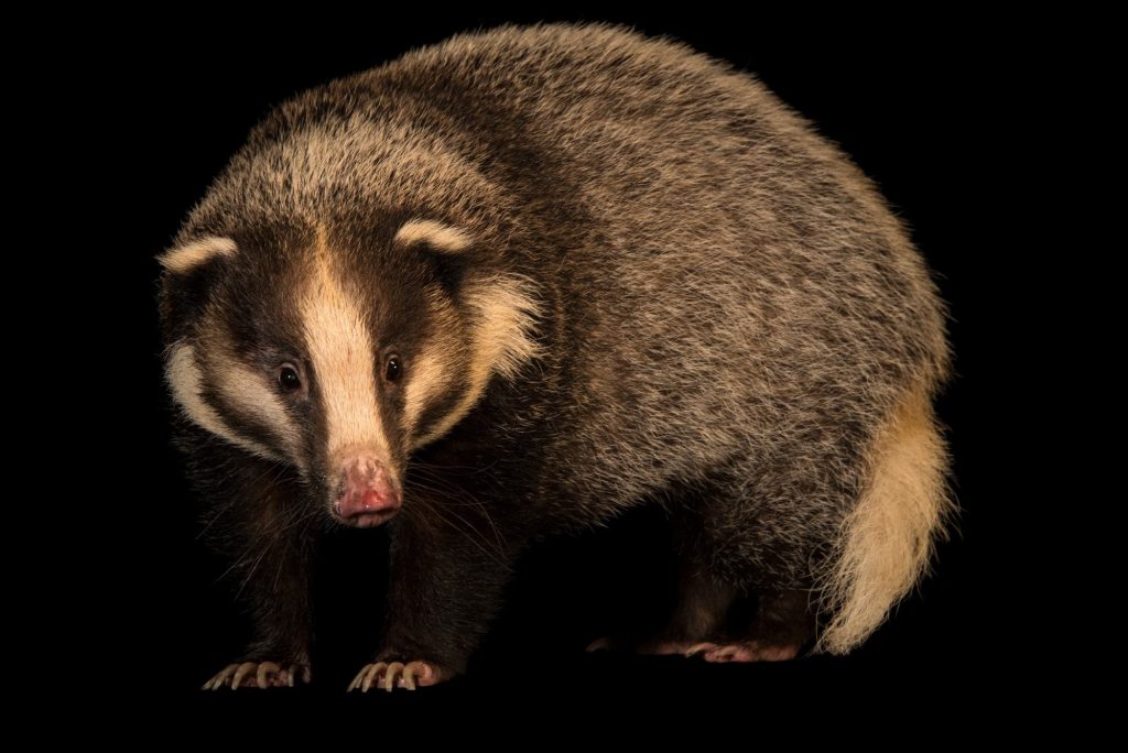Meet the Hog Badger – AnimalPages