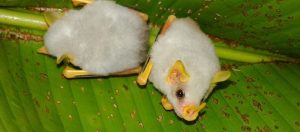 Meet the Honduran White Bat – AnimalPages