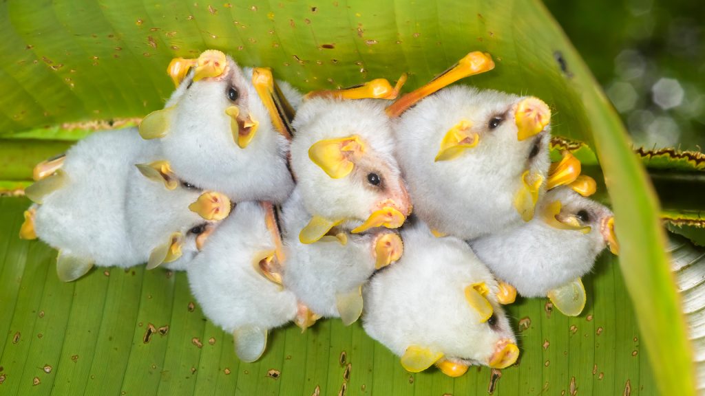 Meet the Honduran White Bat – AnimalPages