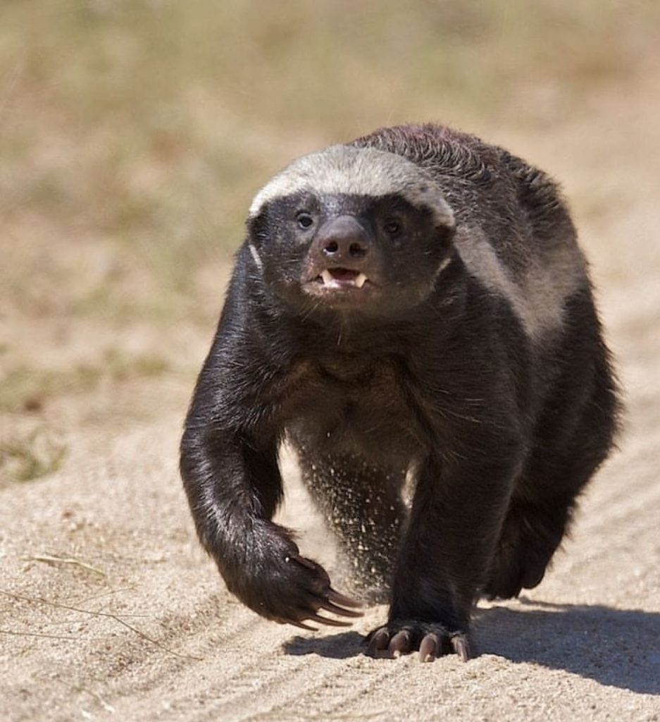 Meet the Honey Badger – AnimalPages