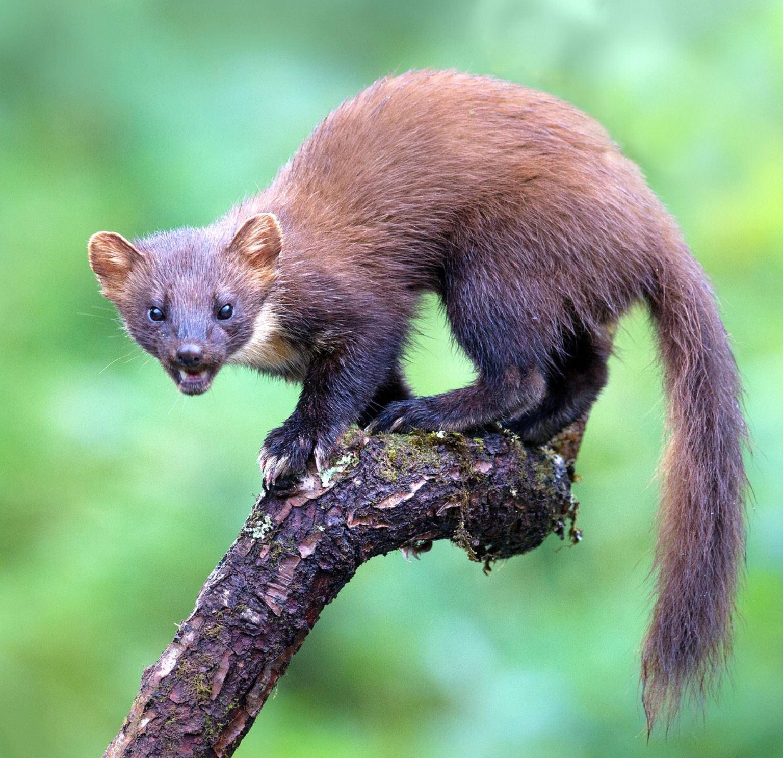 Meet the Marten – AnimalPages