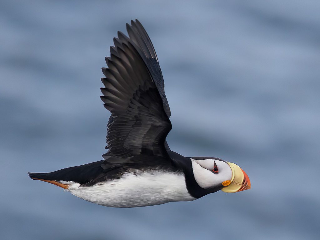 Meet the Horned Puffin – AnimalPages