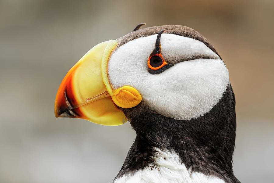 Meet the Horned Puffin – AnimalPages