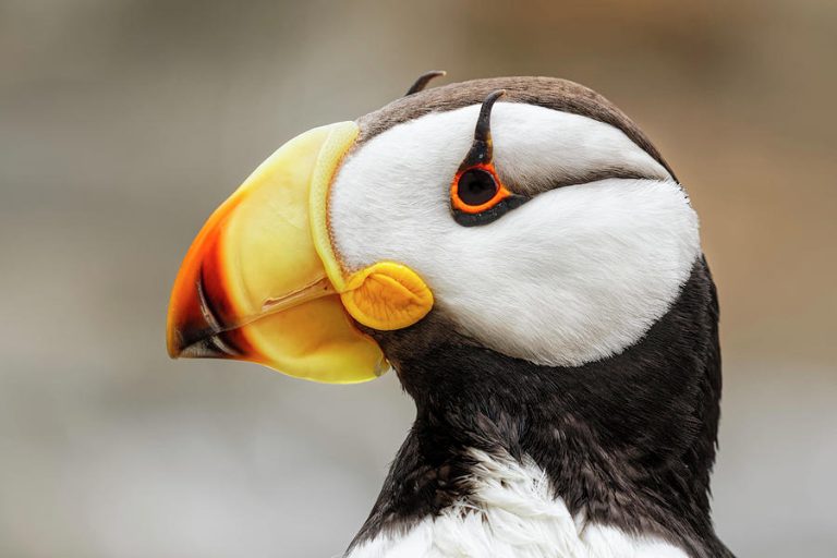Meet the Puffins: A Guide to the 3 Puffin Species – AnimalPages