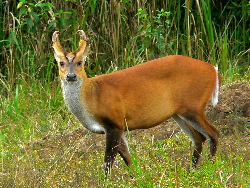 Meet the Muntjac Deer: The Tiny “Barking” Deer with Tusks – AnimalPages