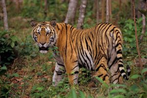 Meet the Tiger Subspecies: Stripes of Diversity – AnimalPages