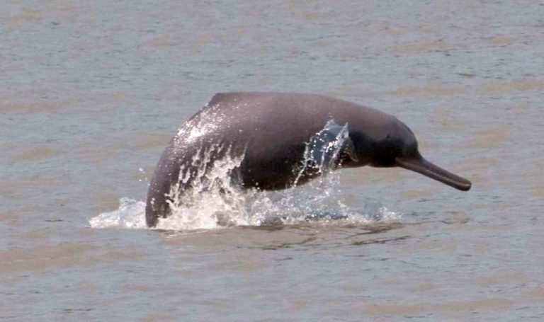 Meet the River Dolphins: Mysterious Navigators of Freshwater Worlds ...