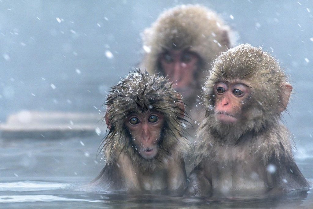 Meet the Macaques: Clever, Social, and Surprisingly Widespread ...