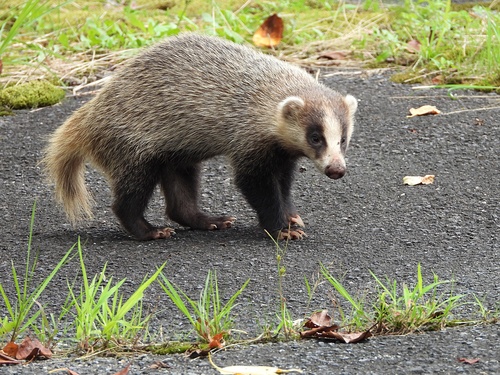 Meet the Japanese Badger – AnimalPages