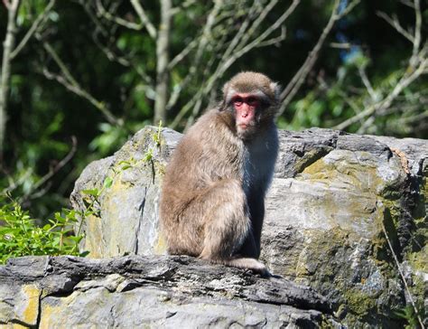 Meet the Snow Monkeys: Japan’s Famous Hot-Spring Bathing Primates ...