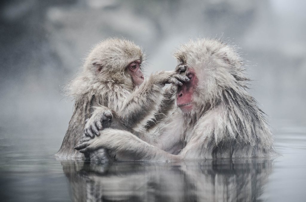 Meet the Snow Monkeys: Japan’s Famous Hot-Spring Bathing Primates ...