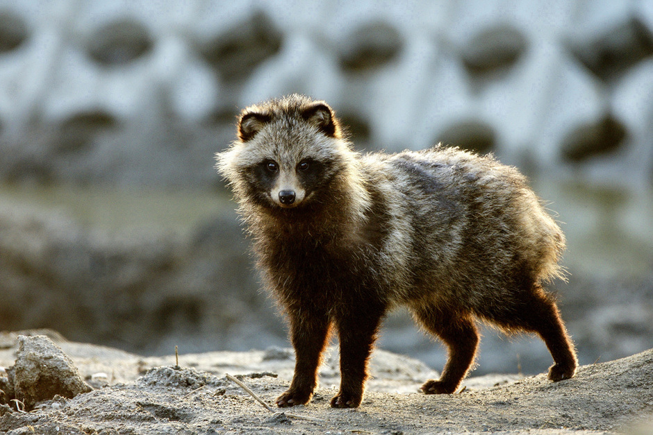 What Is a Tanuki? Meet the Japanese Raccoon Dog – AnimalPages