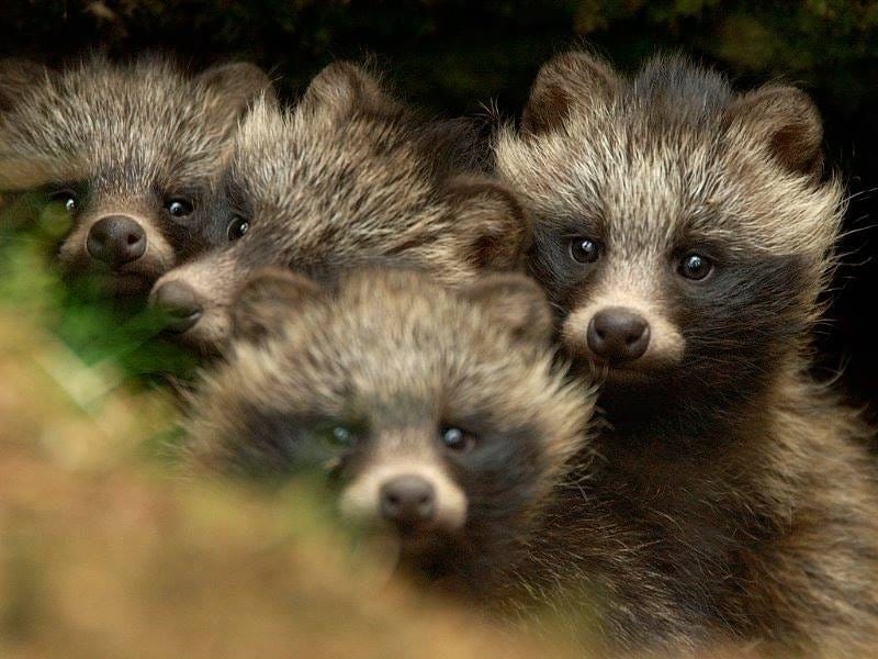 What Is a Tanuki? Meet the Japanese Raccoon Dog – AnimalPages