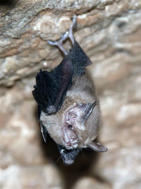 Meet the Bumblebee Bat: The World’s Smallest Mammal with a Big Mystery ...