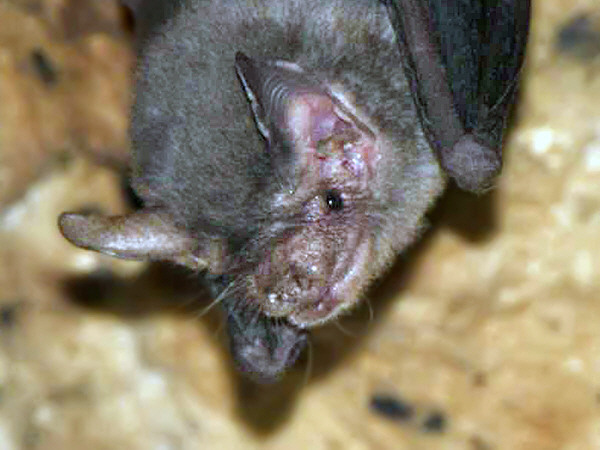 Meet the Bumblebee Bat: The World’s Smallest Mammal with a Big Mystery ...