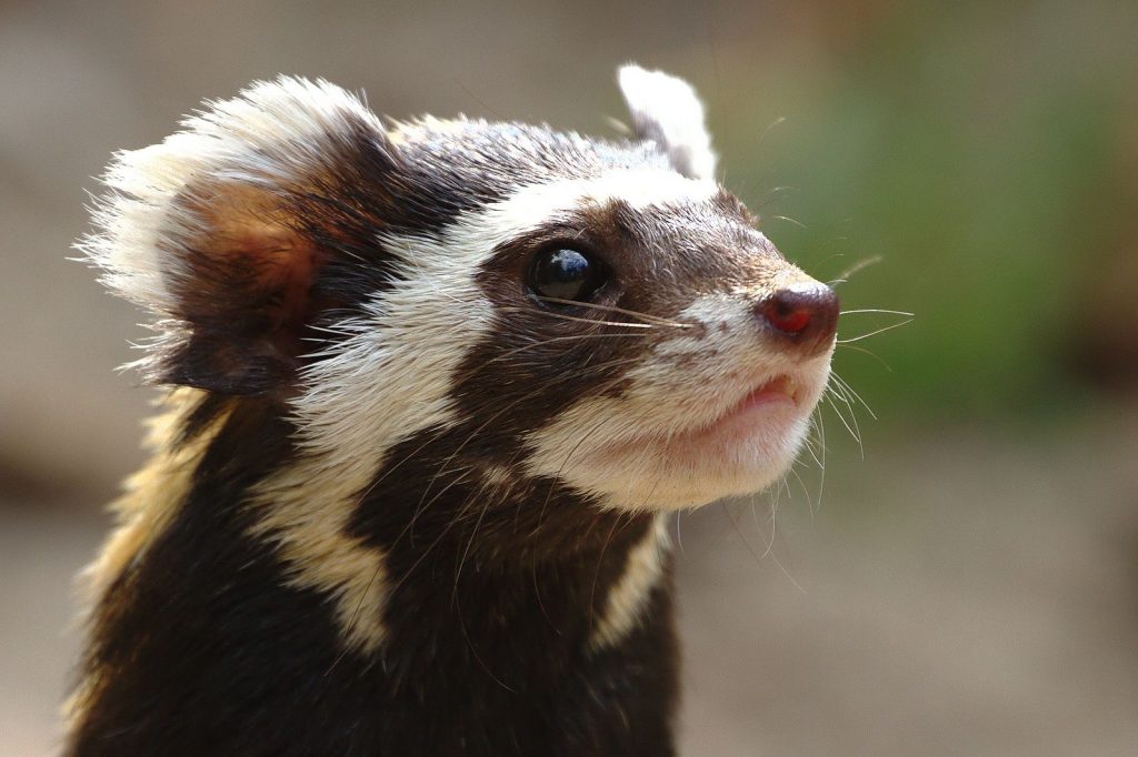 FAQ: What’s a Polecat? – AnimalPages