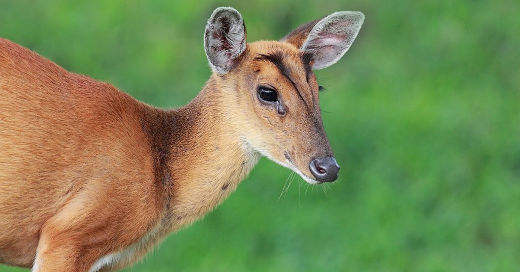 Meet the Muntjac Deer: The Tiny “Barking” Deer with Tusks – AnimalPages