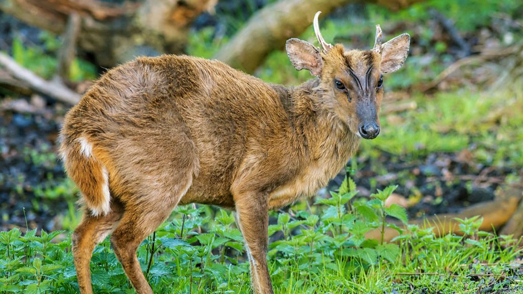 Meet the Muntjac Deer: The Tiny “Barking” Deer with Tusks – AnimalPages