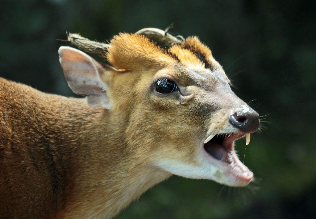 Meet the Muntjac Deer: The Tiny “Barking” Deer with Tusks – AnimalPages