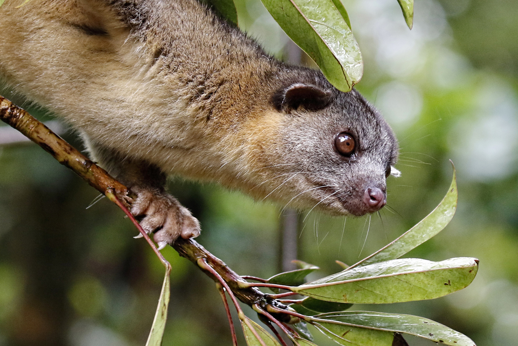 Meet the Olingo: The Jungle’s Secretive Acrobat – AnimalPages