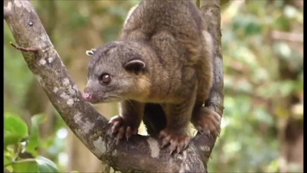 Meet the Olingo: The Jungle’s Secretive Acrobat – AnimalPages